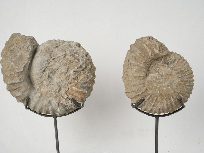 Pair of mounted ammonite fossils 15" – Chez Pluie