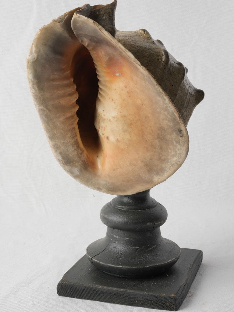 Mounted Conch Shell on Black Painted Stand - 17"