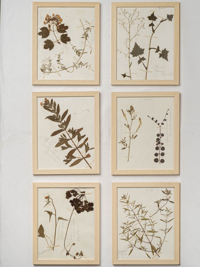 RESERVED Six-Piece Herbarium Display in Natural Wood Frames - 13" x 10
