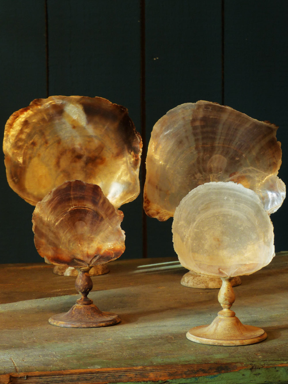 Group of 4 mounted French sea shells, 19th-century